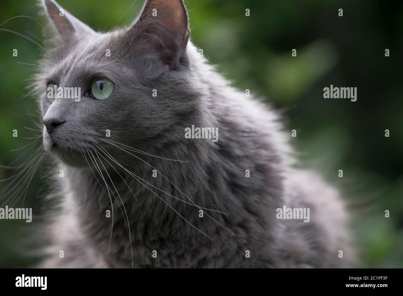Front of a rare Nebelung cat with green eyes gazing forward in a garden ...