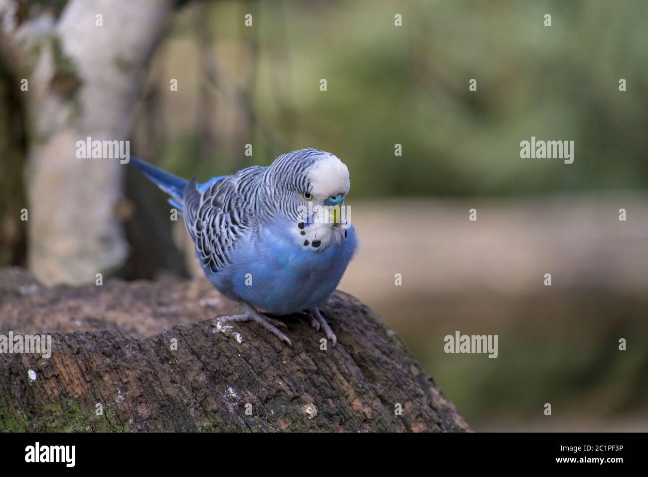 Wellensittich (Melopsittacus undulatus Stock Photo - Alamy