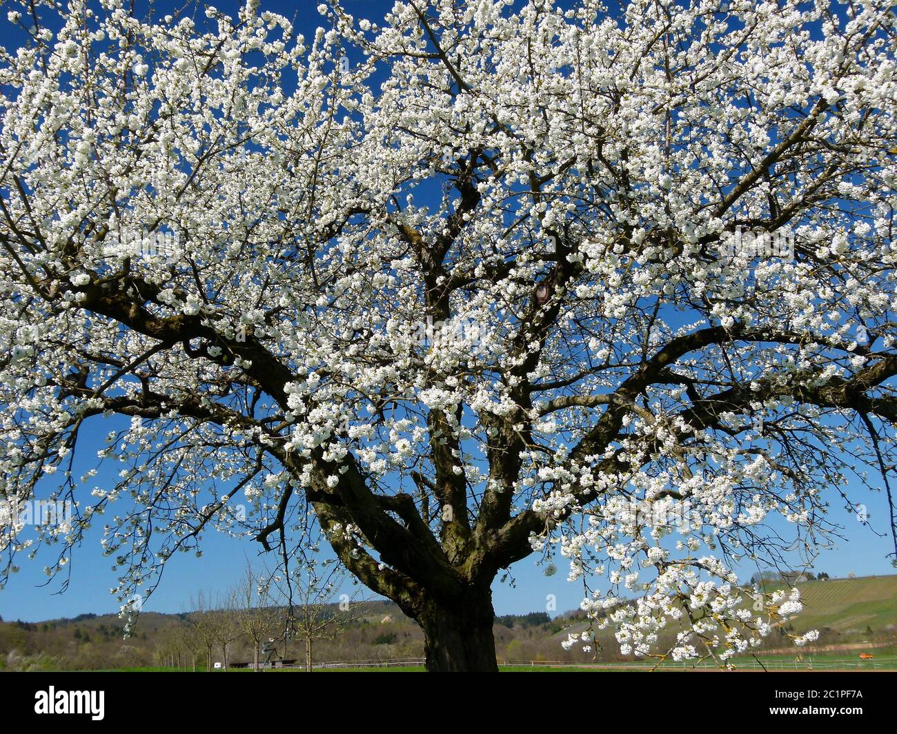 Big cherry tree in bloom in front of blue sky 2 Stock Photo - Alamy