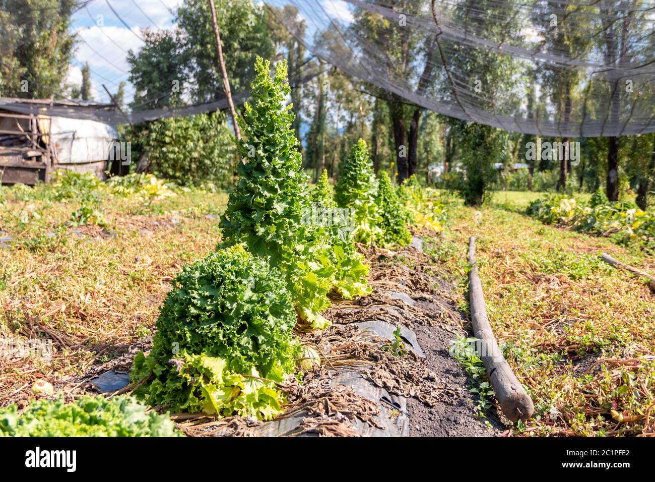 Natural organic vegetables grown in nourished soil. Agricultural plant ...