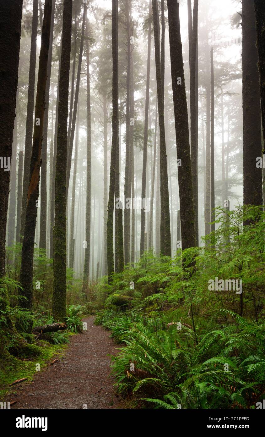 WA16849-00...WASHINGTON - Third Beach trail through second growth ...