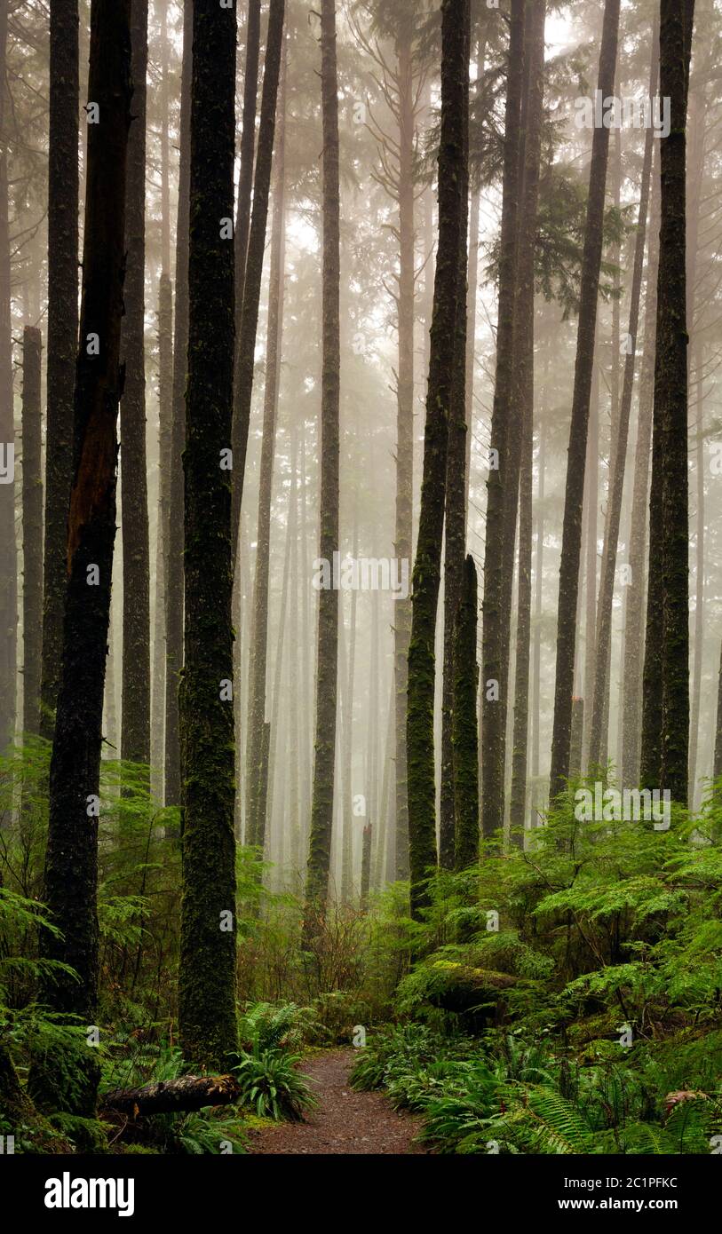 WA16851-00...WASHINGTON - Third Beach trail through second growth ...