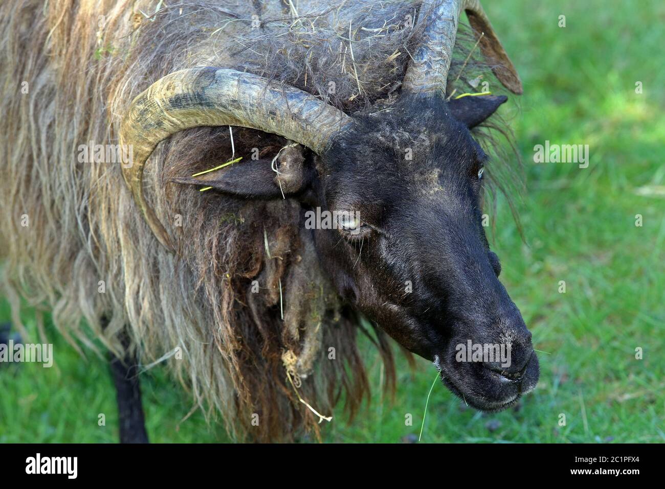 Gray horned pagan Stock Photo - Alamy