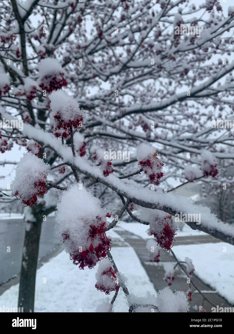 Sitting snow on the branches of trees in March, Ann Arbor, Michigan ...