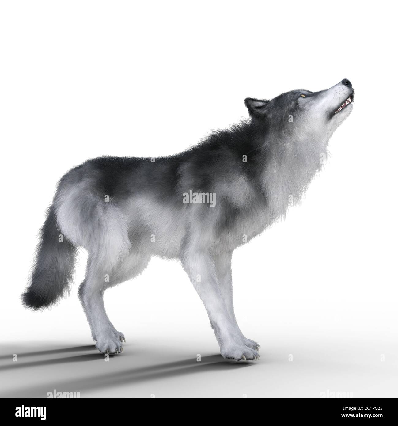 Digital 3D Illustration of a Wolf Stock Photo - Alamy