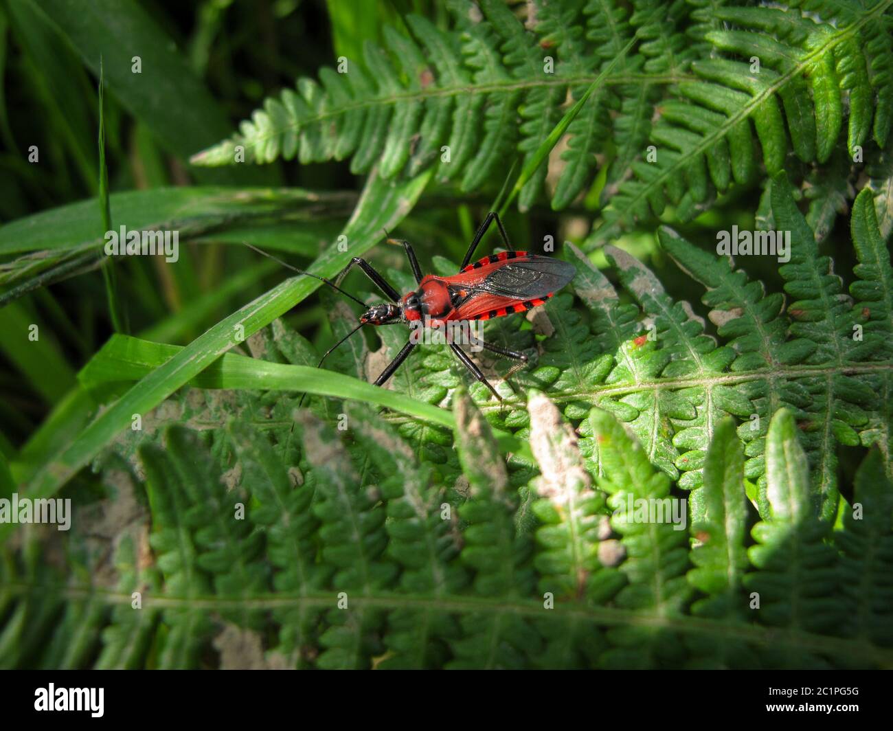 Green fern leaves in forest in spring. An insect on Bracken leaves ...