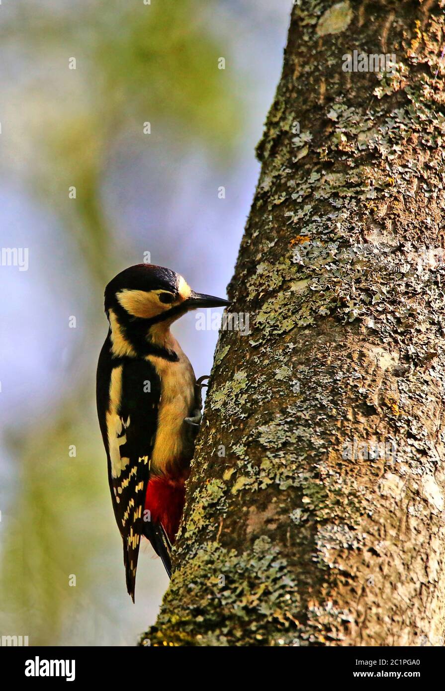 Colorful woodpecker Dendrocopos major from the Lily Valley in the ...