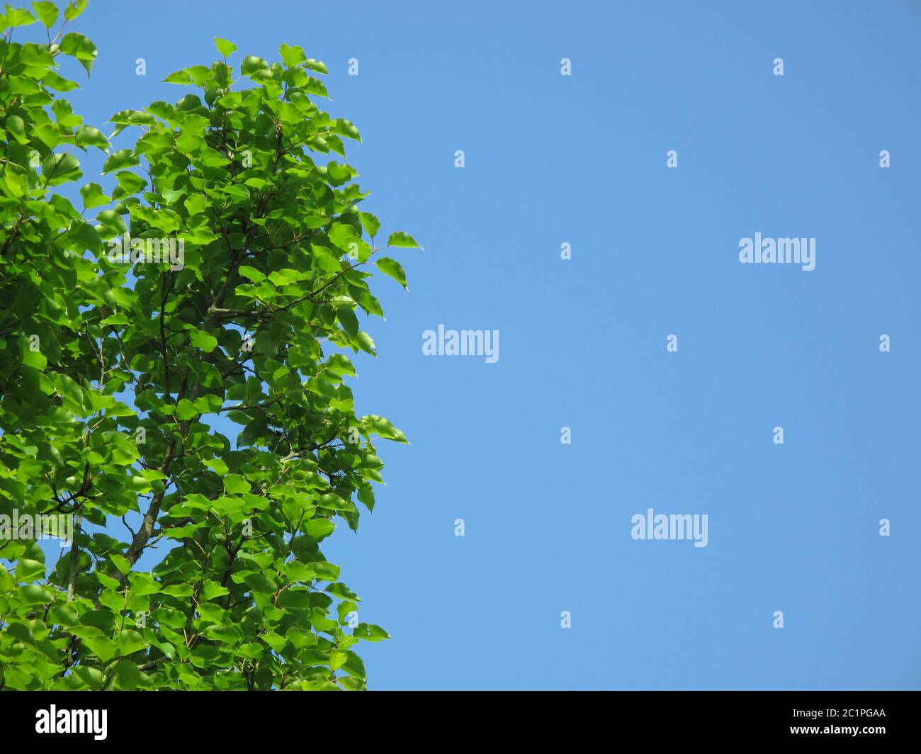 Tree branch with fresh green leaves during sunny spring day on blue sky ...
