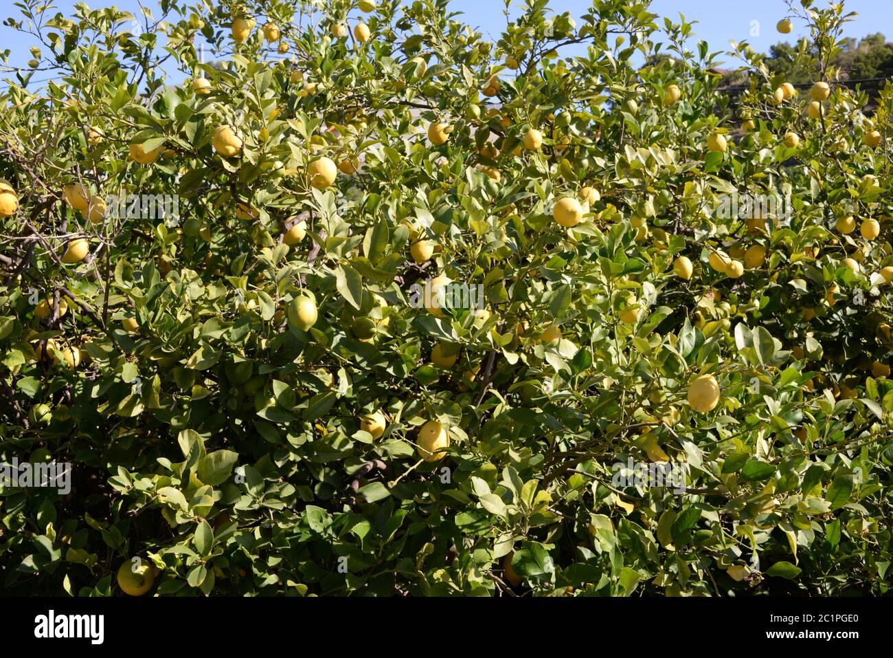 yellow lemons at the lemon tree on the balearic island mallorca, spain ...