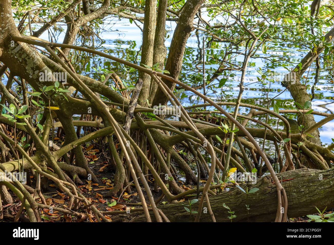 Preserved Natural Environment High Resolution Stock Photography and Images - Alamy