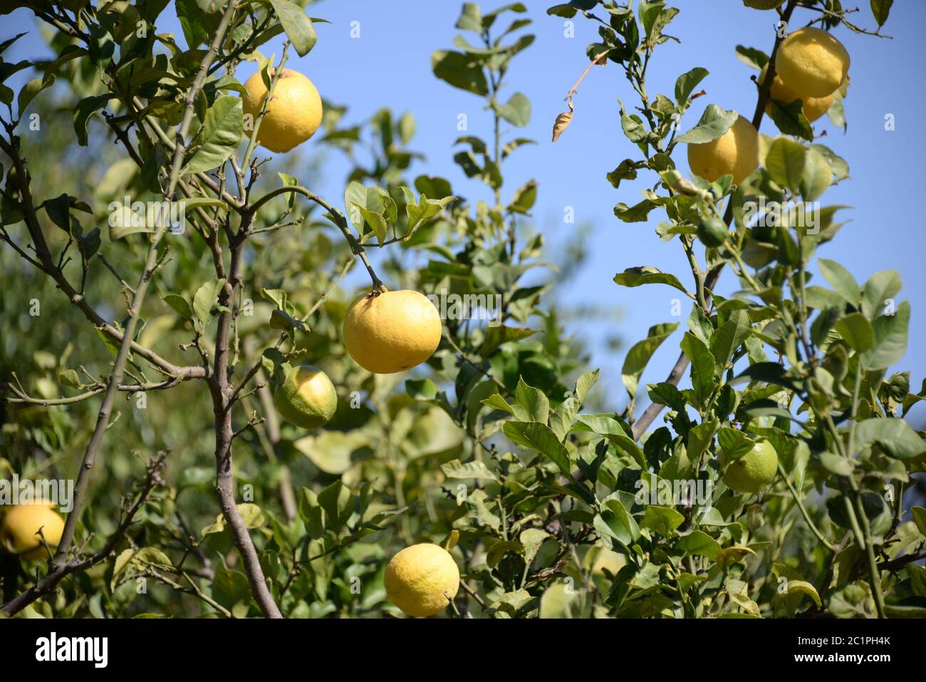 yellow lemons at the lemon tree, Province of Alicante, Costa Blanca ...