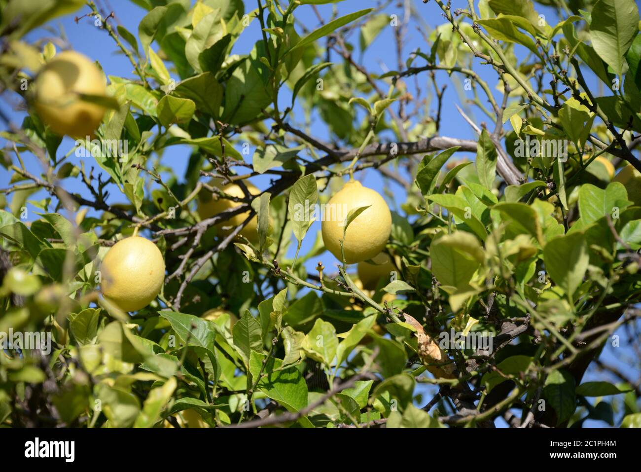 yellow lemons at the lemon tree, Province of Alicante, Costa Blanca ...
