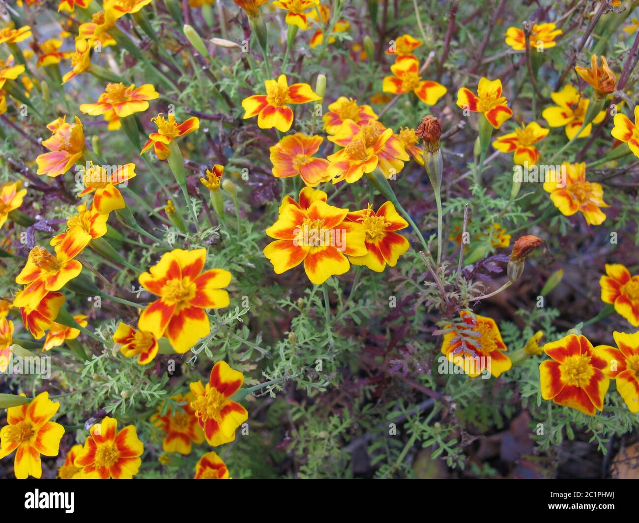 Signet marigold, Tagetes tenuifolia, with flower heads in yellow and ...