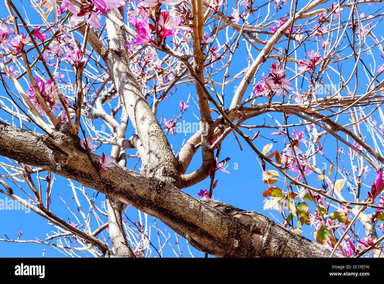 Bauhinia x blakeana flowering tree. Common Names: Blake's Bauhinia ...