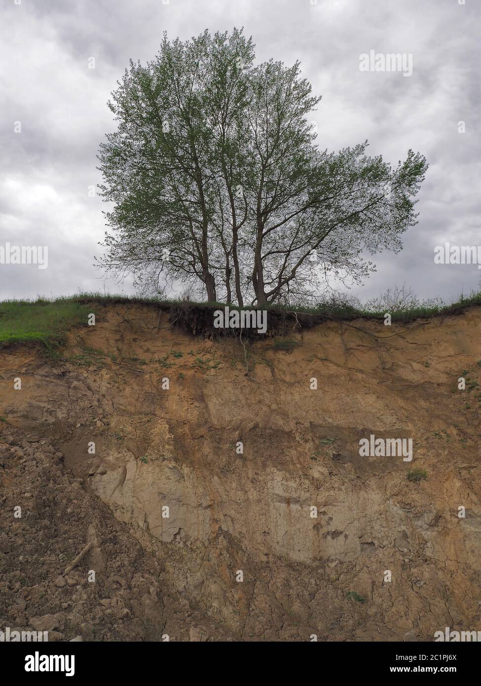 Tree on a precipice Stock Photo - Alamy