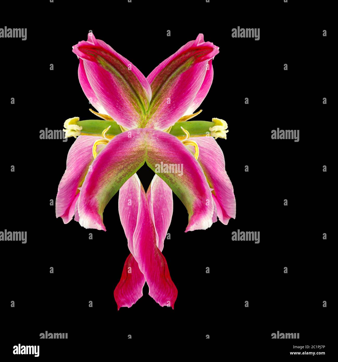 Tulip green dance hi-res stock photography and images - Alamy