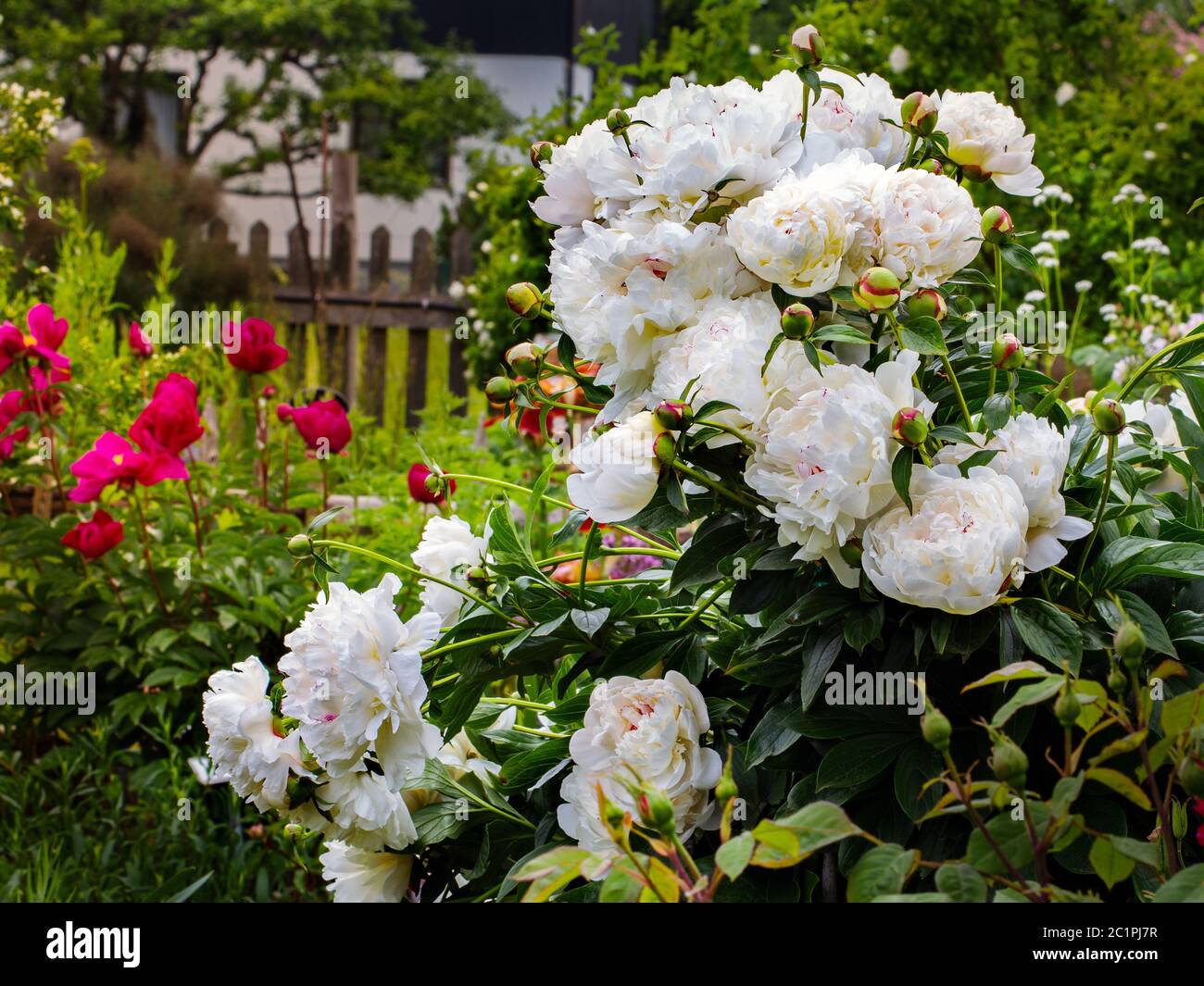 White garden peony hi-res stock photography and images - Alamy