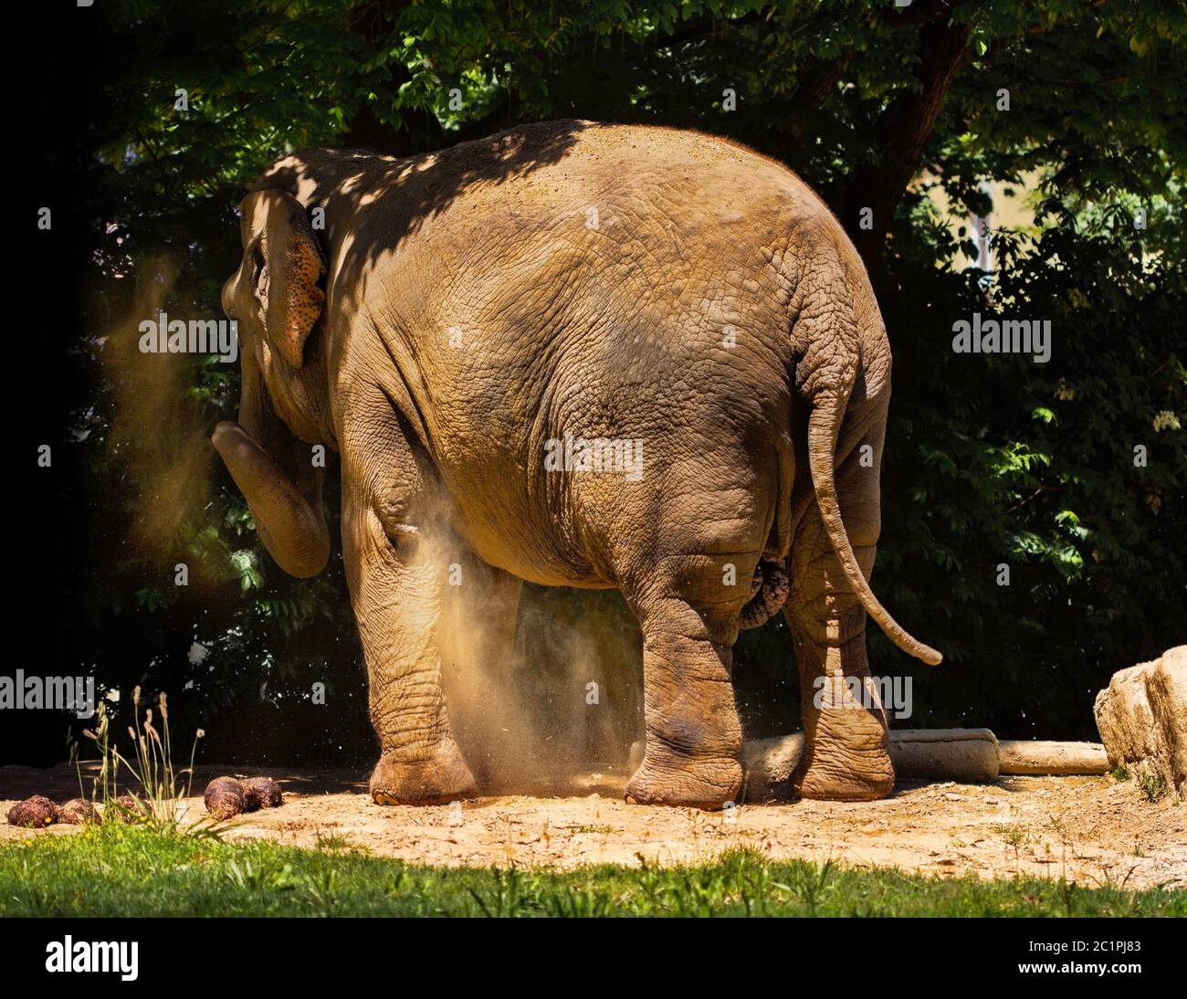 Elephant elefant hi-res stock photography and images - Alamy