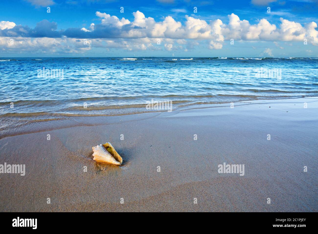 Caribbean shell beach hi-res stock photography and images - Alamy
