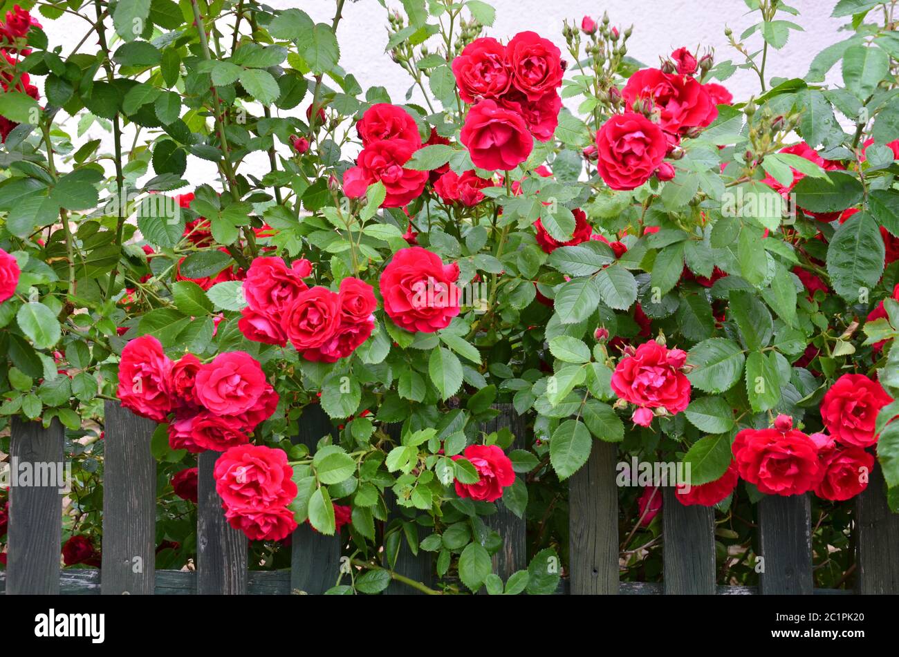 Climbing roses fence hi-res stock photography and images - Alamy