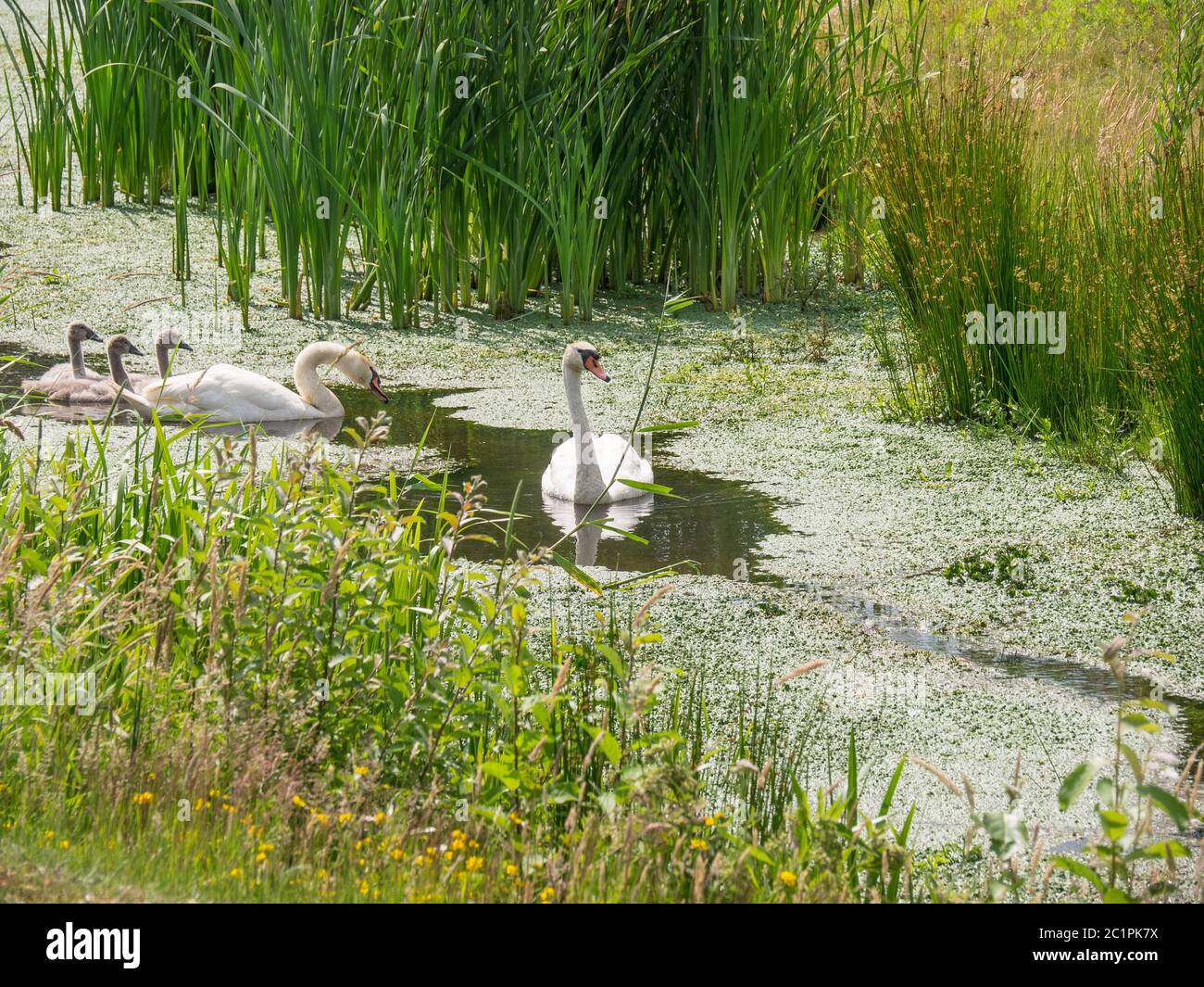 the small viallage of ulft in the netherlands Stock Photo - Alamy