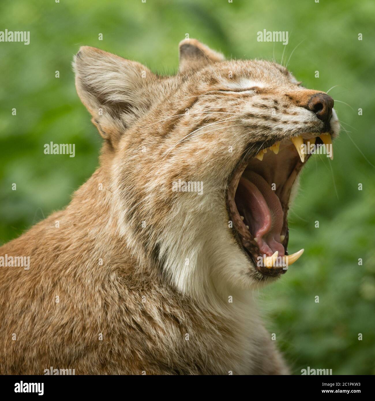 Germany green lynx hi-res stock photography and images - Alamy