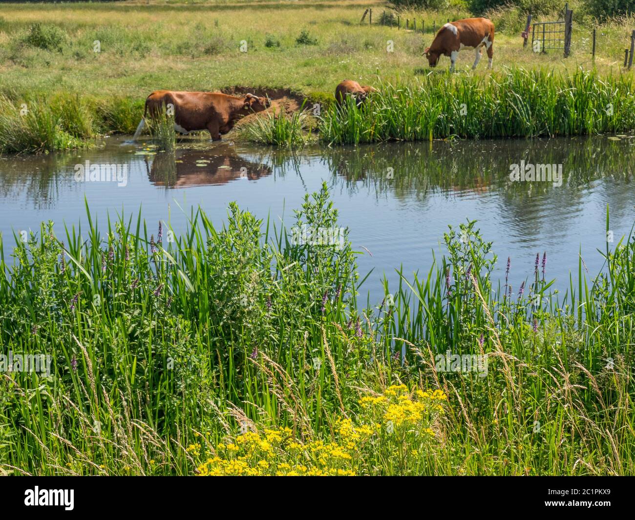 the small viallage of ulft in the netherlands Stock Photo - Alamy