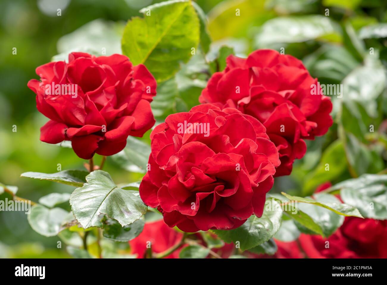 Groundcover rose hi-res stock photography and images - Alamy