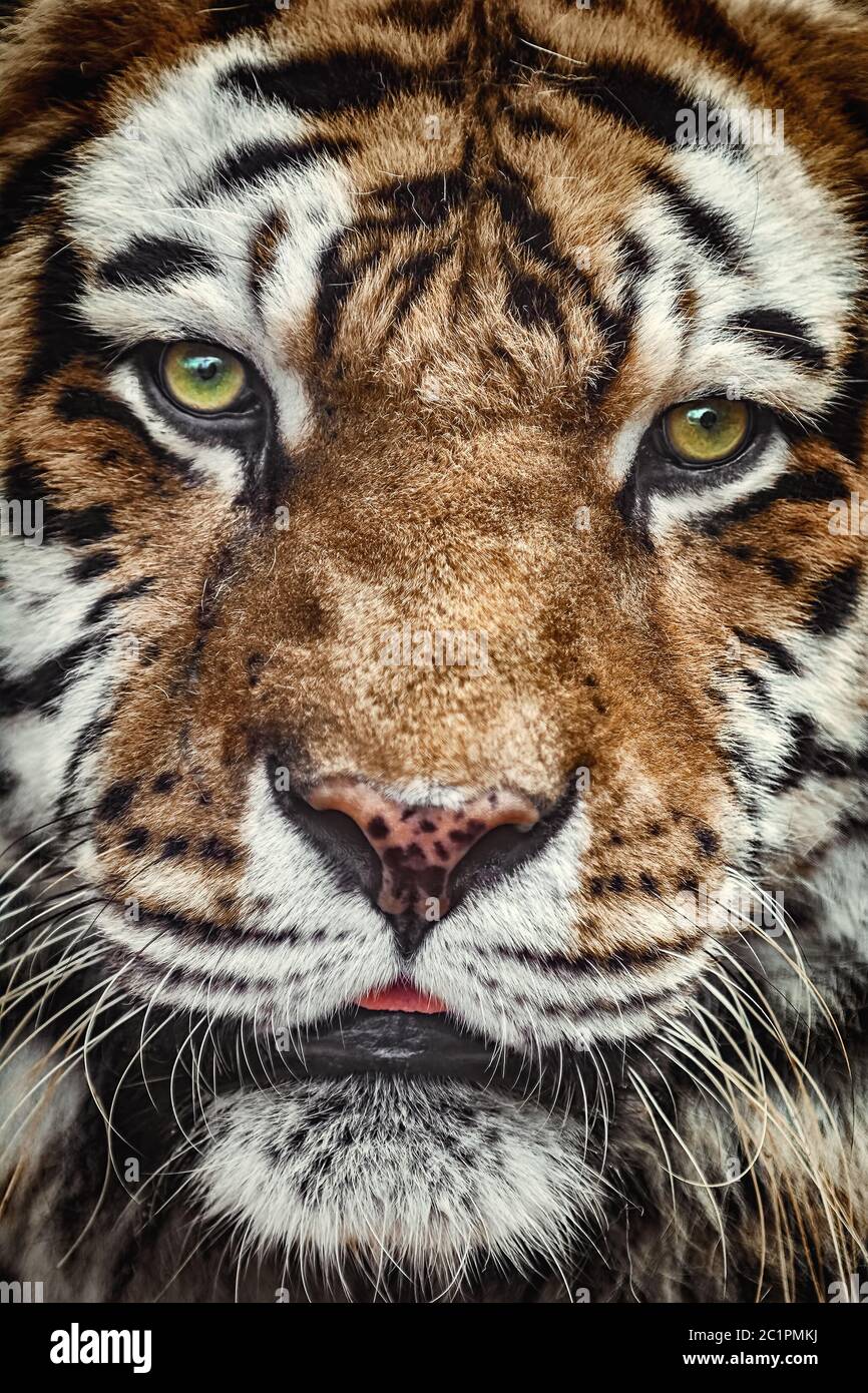 Portrait of Tiger Stock Photo - Alamy