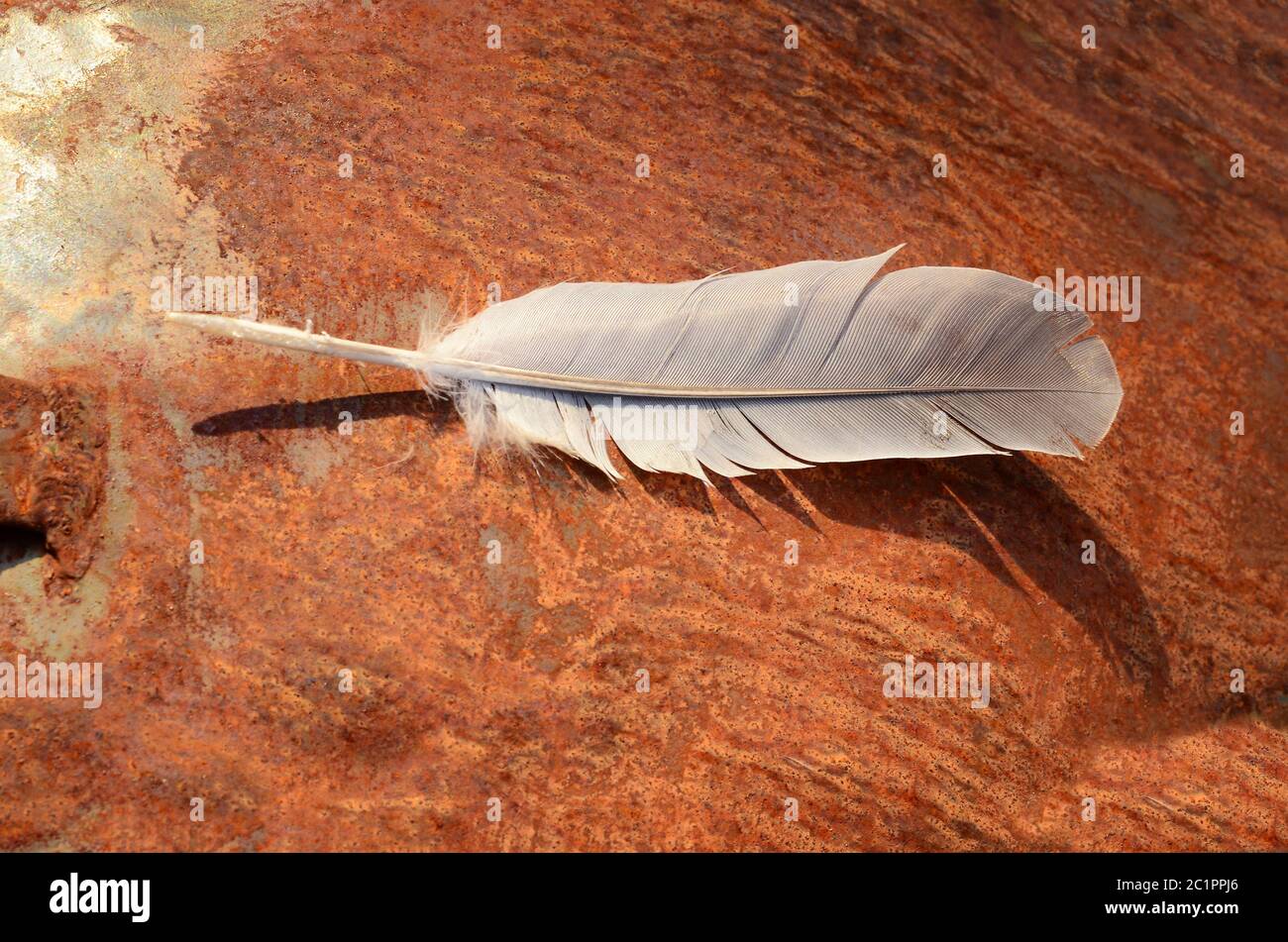 Bird feather on a rusty surface or the contrast between hard and soft ...