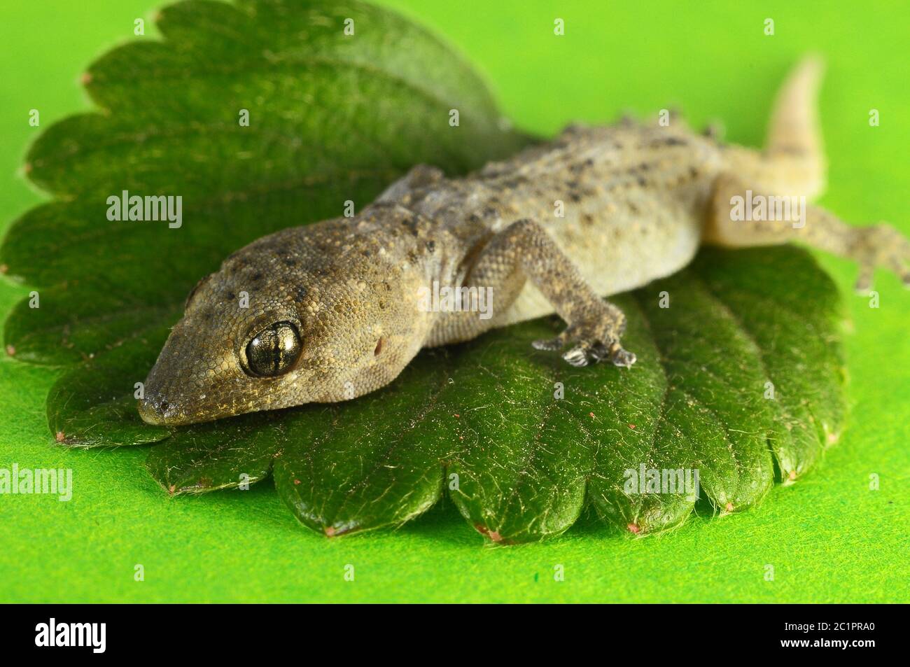Gecko Lizard and Leaf Stock Photo - Alamy