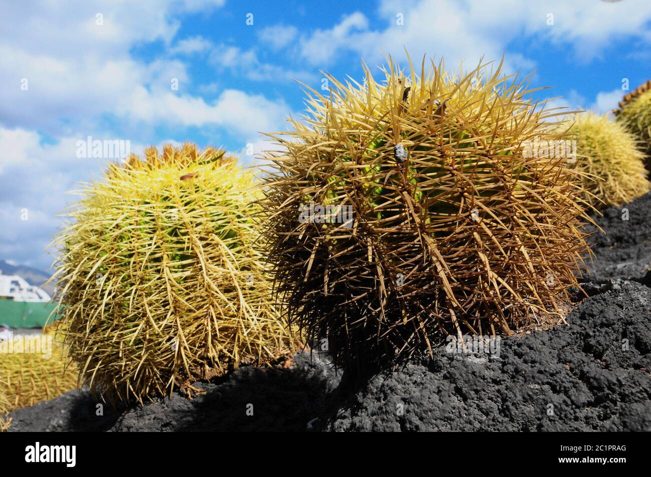 Round Succulent Plant Stock Photo - Alamy