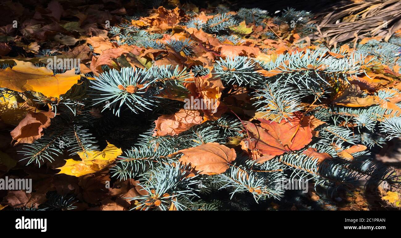 Christmas tree leaves hi-res stock photography and images - Alamy
