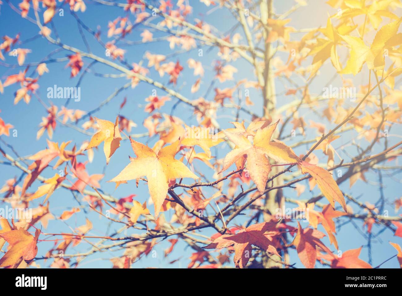 Season texture hi-res stock photography and images - Alamy