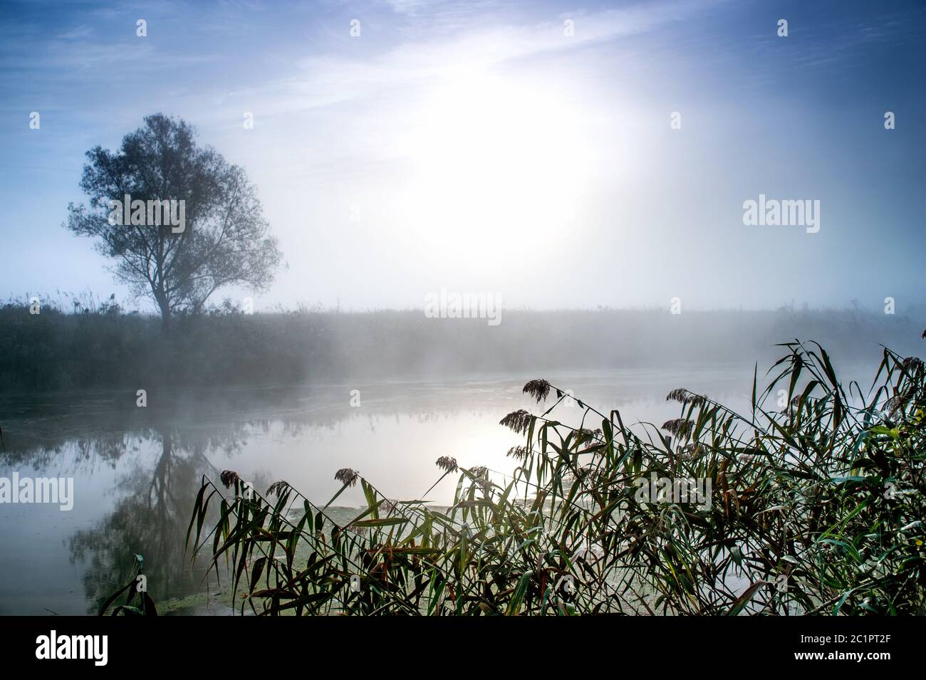 Dramatic mystical twilight landscape with rising sun, tree, reed and ...