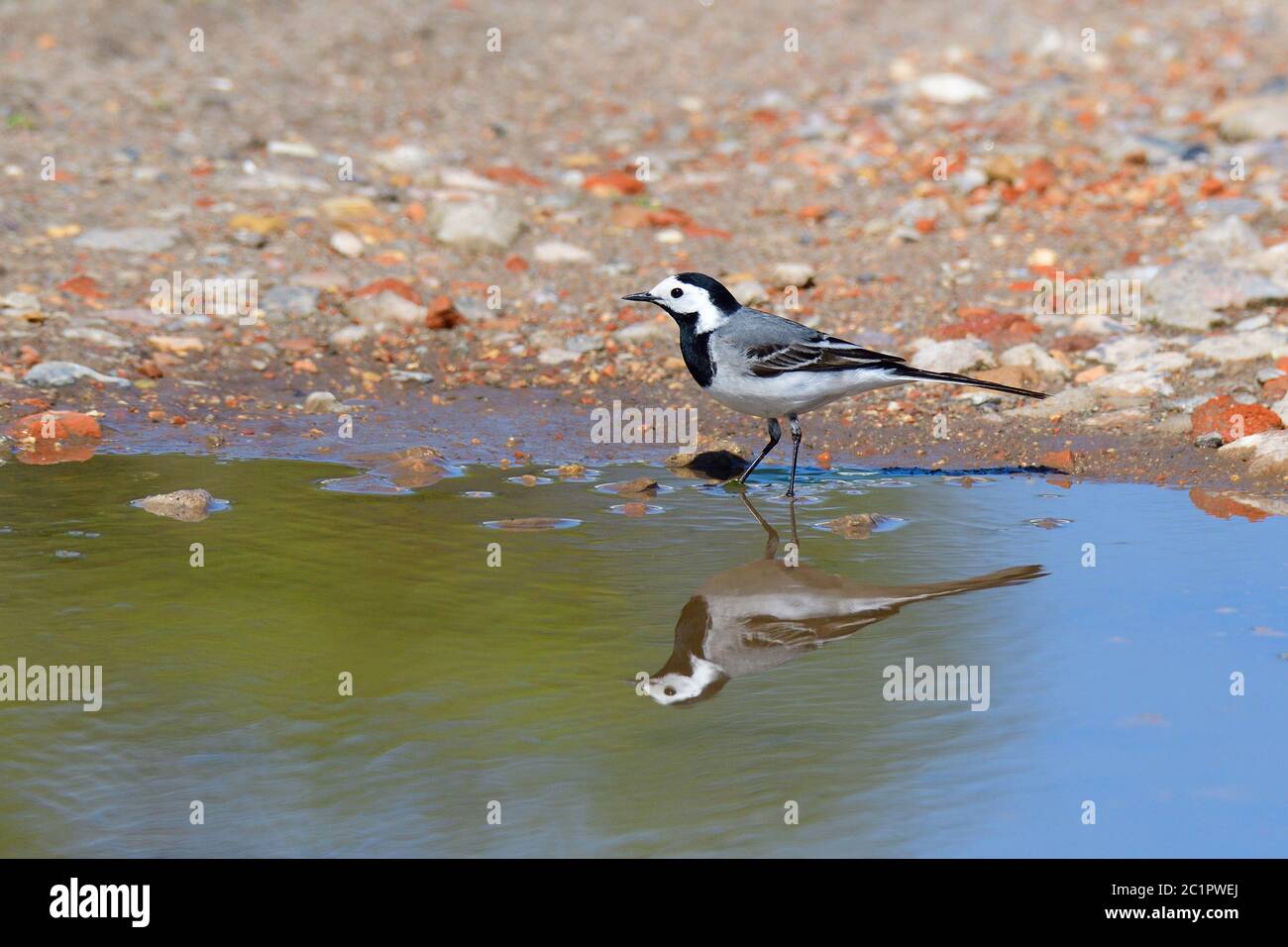 White wagtail looking for food in a puddle Stock Photo - Alamy