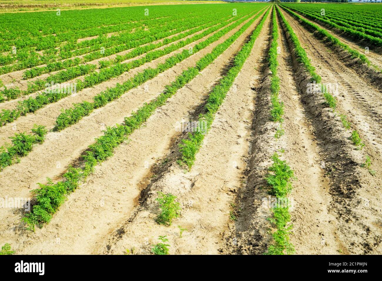Vegetable field hi-res stock photography and images - Alamy