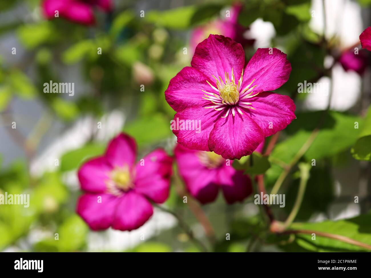 Magenta clematis blossoms in the garden Stock Photo - Alamy