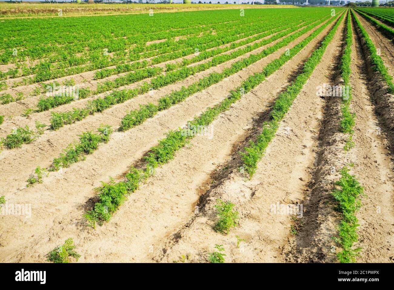 Large fruit crops hi-res stock photography and images - Alamy