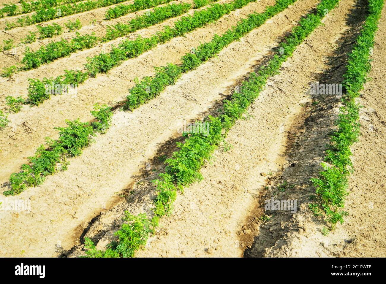 Vegetables vegetable crops farming carrots agriculture vegetables roots ...