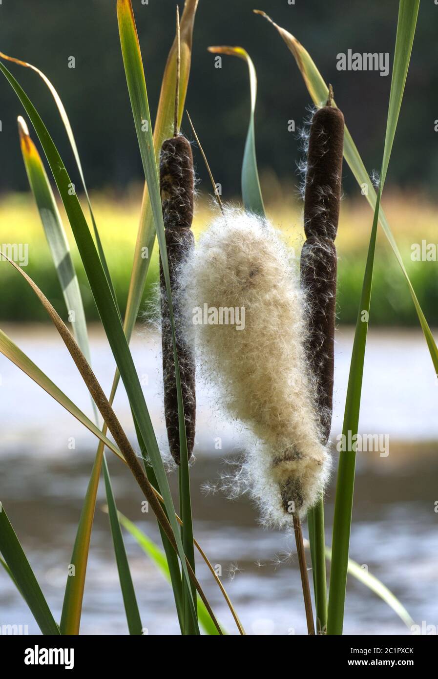 Typha hi-res stock photography and images - Alamy