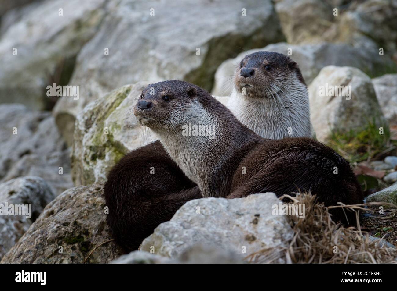 Two otters on a riverbank Stock Photo - Alamy