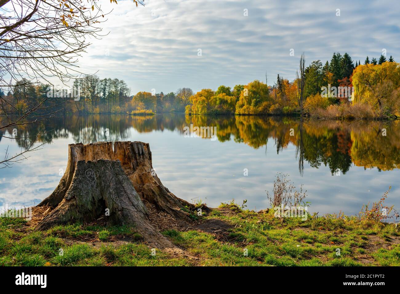 Tree stump at the lake Stock Photo - Alamy