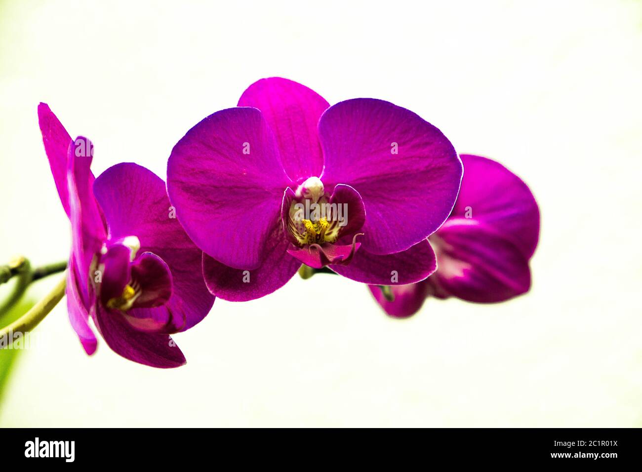 Most beautiful flower hi-res stock photography and images - Alamy