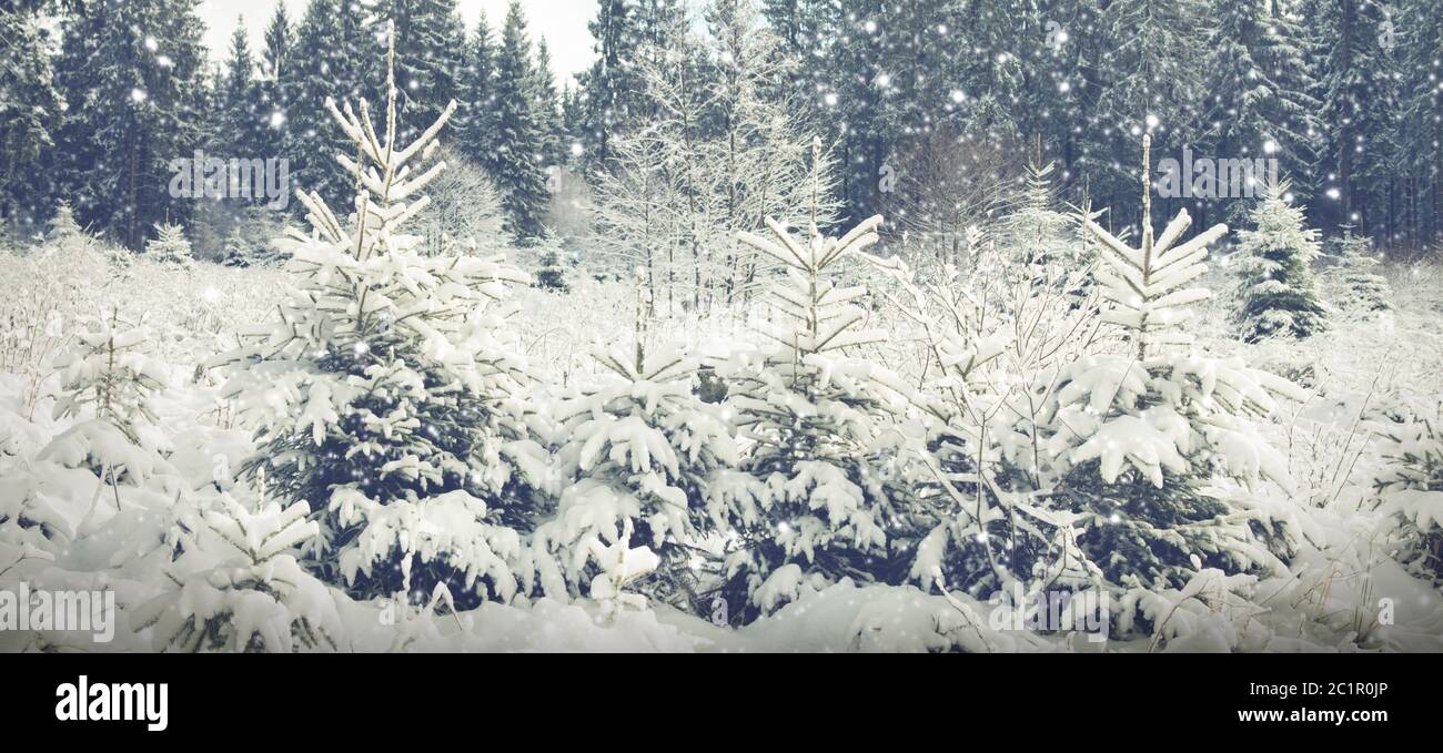 Pine trees snow sunlight hi-res stock photography and images - Alamy