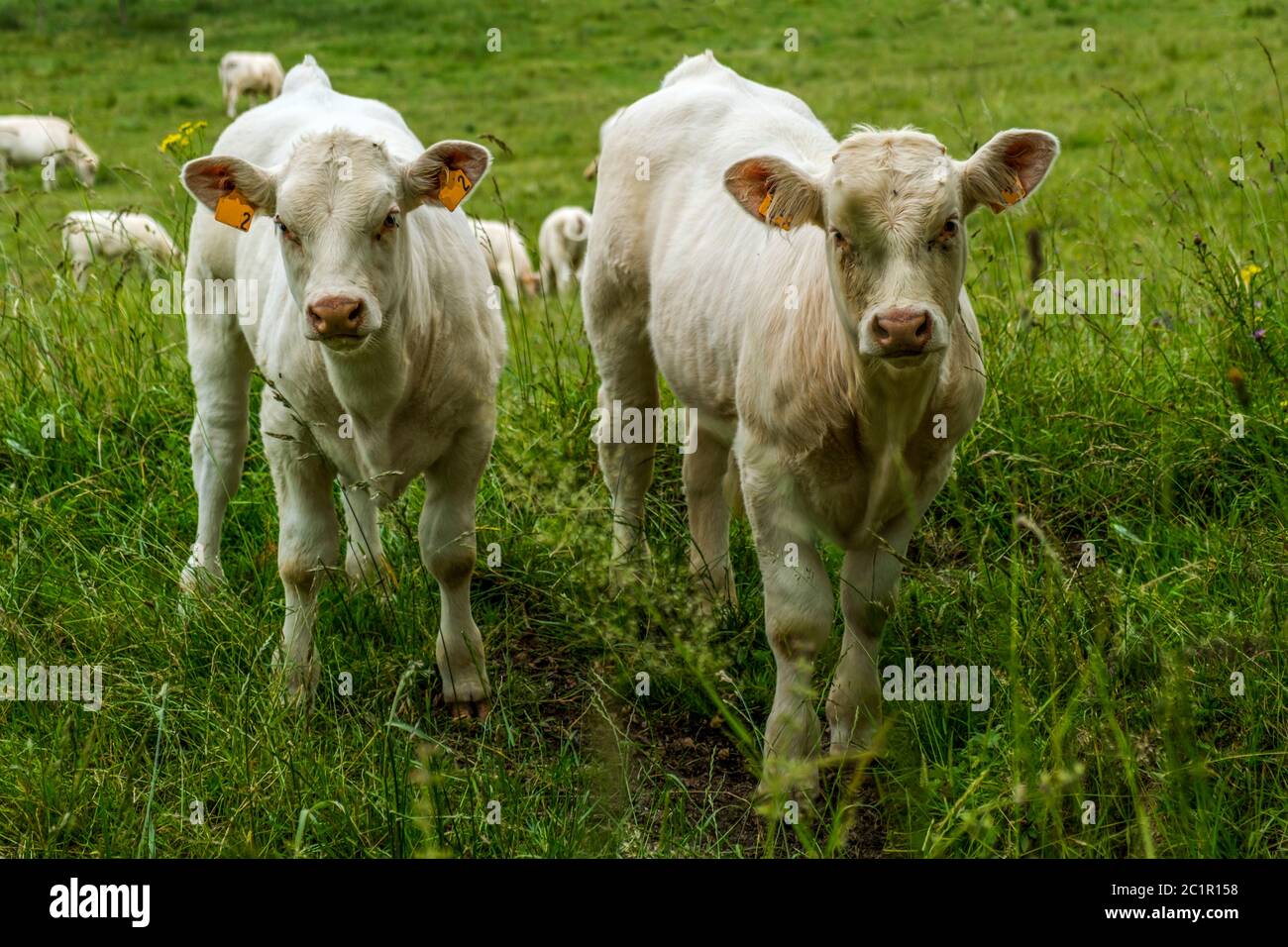 Charolais france hi-res stock photography and images - Alamy