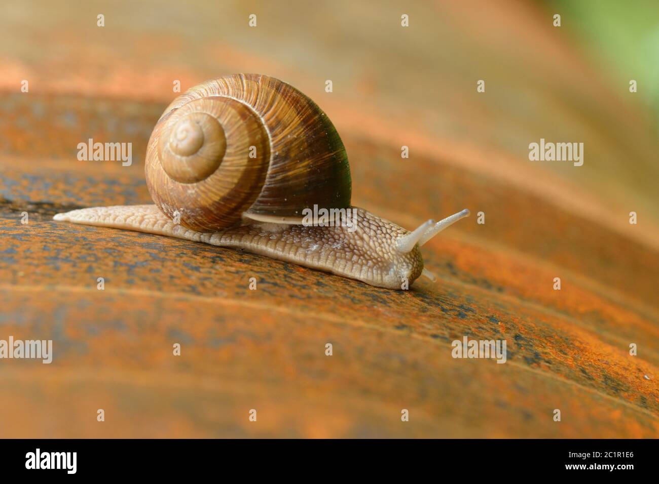 Roman snail, Burgundy snails on an old barrel Stock Photo - Alamy