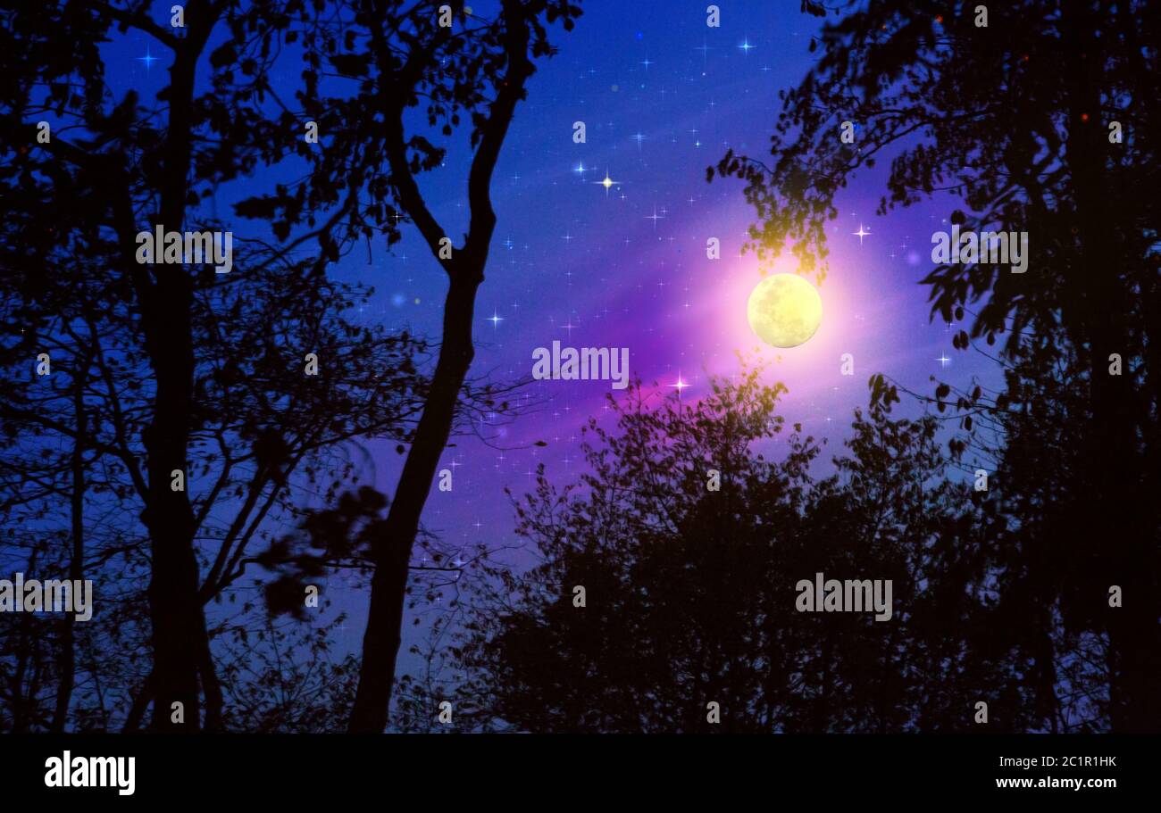 Black trees hi-res stock photography and images - Alamy