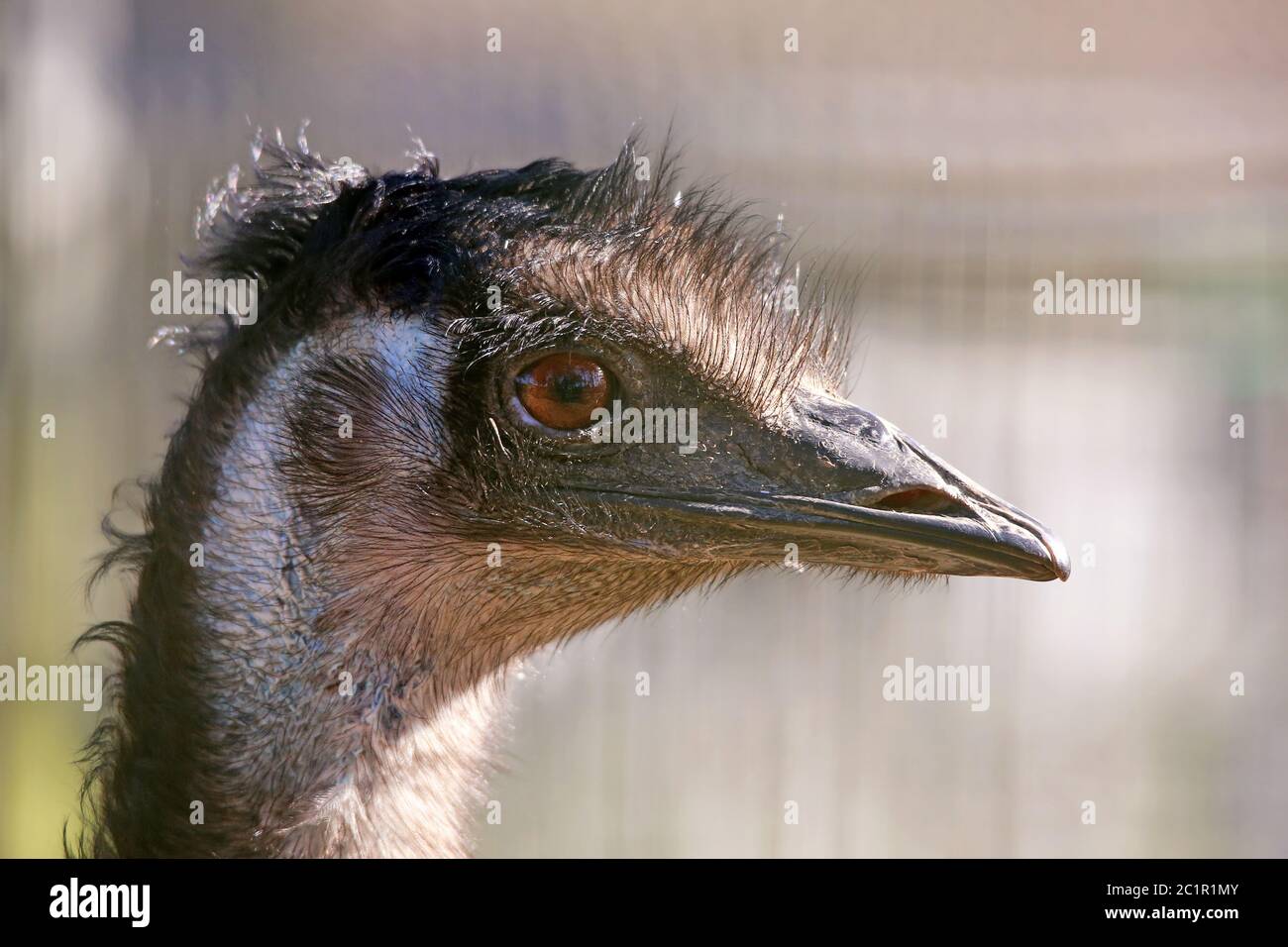 Emu head portrait hi-res stock photography and images - Alamy