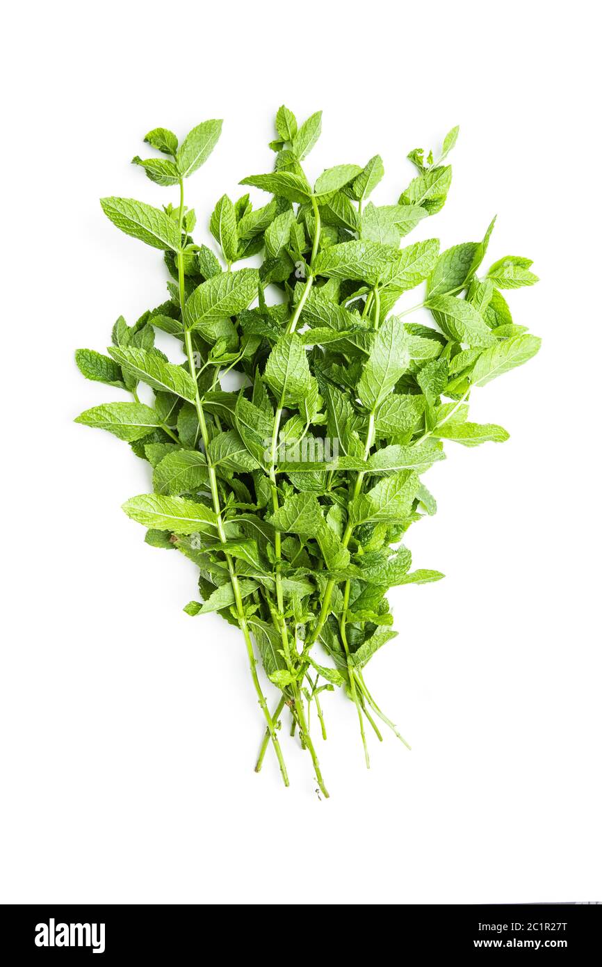 Green mint branch isolated on white background Stock Photo - Alamy